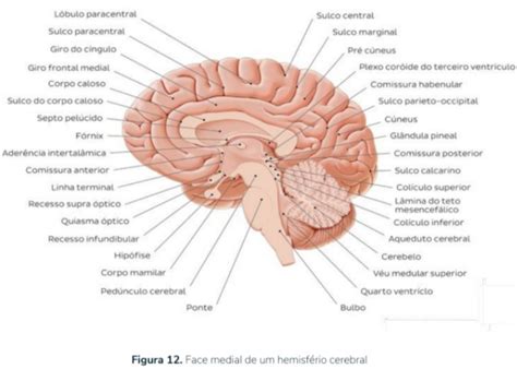 Anatomia Do Telencefalo Cérebro Toda Matéria