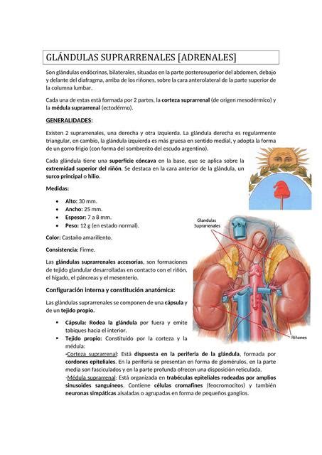 Anatomía De Glándulas Suprarrenales E Hipófisis Acq Udocz