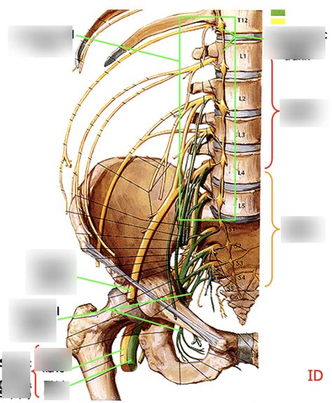 Lumbrosacral Plexus Diagram Quizlet