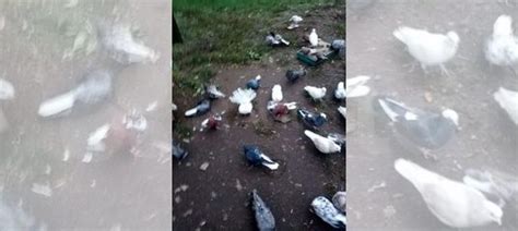 Продажа голубей купить в Тольятти Животные и зоотовары Авито