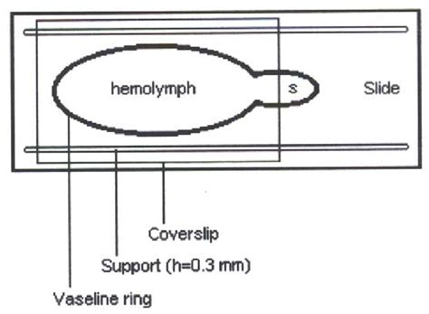 Microscopy Slide For Cell Activity Assay S Substance To Test