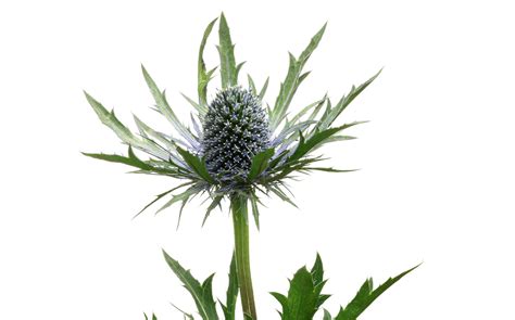 Eryngium Orion Questar® Marginpar Blue Flowers Flowers Flower