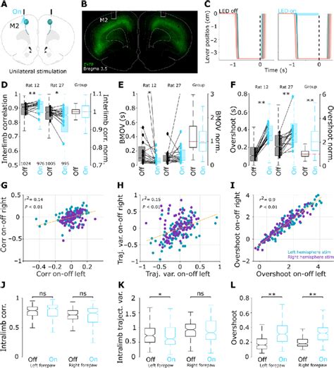 M2 Cortico Striatal Bilateral Projections Increase Bilateral Movement Download Scientific