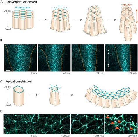 Convergent Extension And Apical Constriction In Neural Tube