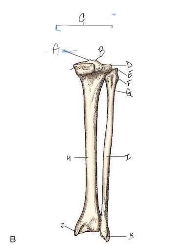 Tibfib And Femur Anatomy Flashcards Quizlet