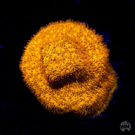 Wwc Golden Psammocora Coral