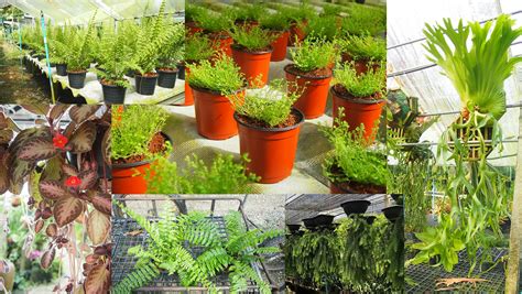 เกษตร Iot Smart เกษตร Iot Smart Agriculture Smart Farm