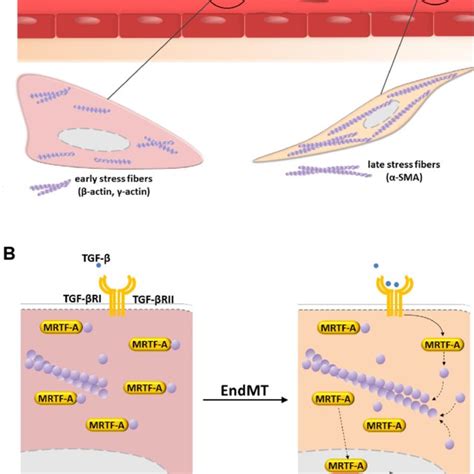 Molecular Pathways Involved In Endmt Download Scientific Diagram