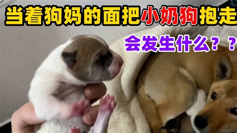 尝试把小奶狗拿走，狗妈妈会有什么反应 Youtube