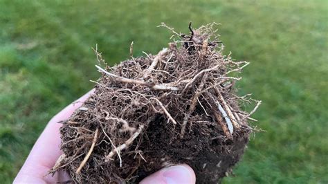 How To Get Bermuda Grass To Spread The Best Ways In 2022