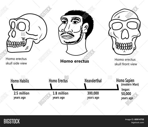 Homo Erectus Früher Ausgestorben Als Gedacht Mrfbk