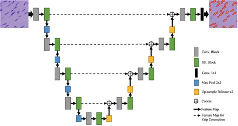 Semantic Image Segmentation For Medical Images SMART VISION GLOBAL