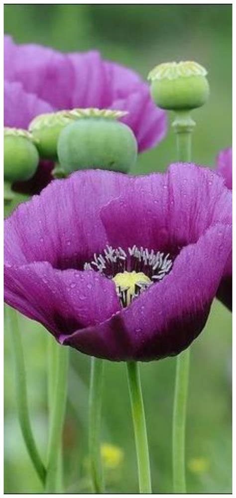 Whisperofvintage Purple Garden Beautiful Flowers Flowers