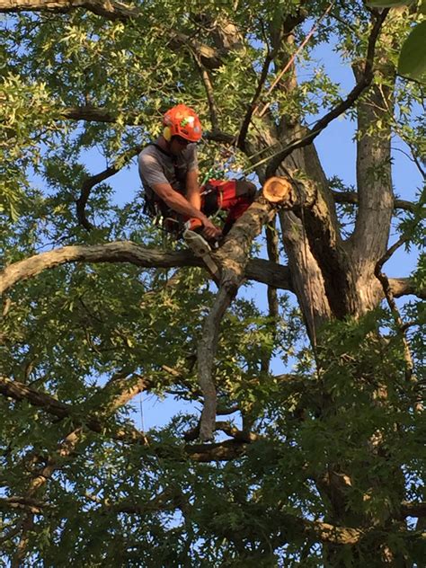 Why Is Tree Work Expensive