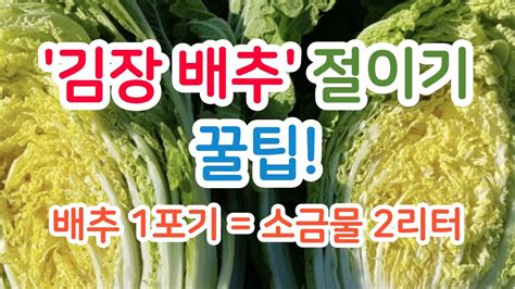 배추‘절이기 꿀팁 한 포기당 소금물 2리터물 2리터 소금 1컵 비율 ‘12시간 절이면 끝 김장배추 김장배추절이기 배추 배추절이기 Youtube