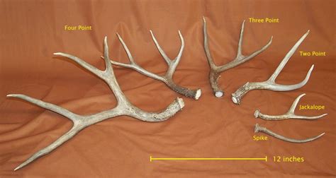 Blacktail Deer Antlers
