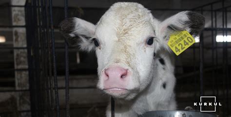 На Полтавщині зявилась перша сімейна молочна ферма — КУРКУЛЬ