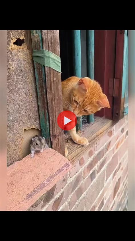 톰과 제리 실사판 유머 움짤 이슈 에펨코리아