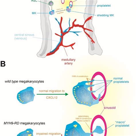 A Scheme Depicting The Generation And Migration Of Megakaryocytes Download Scientific Diagram
