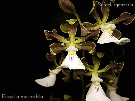 Encyclia Macrochila Rafael Sganzerla Flickr