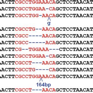 MSTN Sequences Detected In Cloned Fetuses Download Scientific Diagram