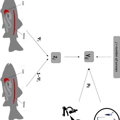 2 Conceptual Diagram Of Hierarchical Occupancy Model Where Ψ Is The
