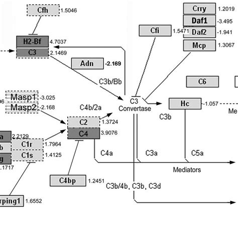 Pathway Diagram Showing The Molecules Involved In Complement Activation