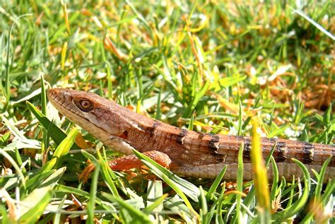 What Are Reptiles Habitat At Harry Richey Blog