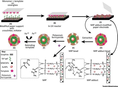 Molecularly Imprinted Polymers In Electrochemical And Optical Sensors Trends In Biotechnology