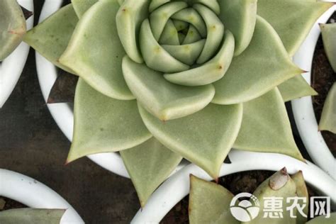 好养漂亮的大型多肉植物 惠农网