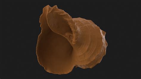 Rapana Rapiformis Scan 3d Turbosquid 2241775