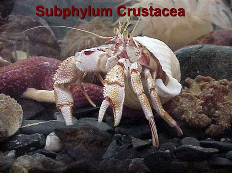 Ppt Subphylum Crustacea Powerpoint Presentation Free Download Id