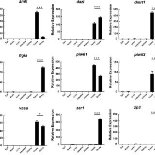 The Relative Expression Of Sex Related Genes In Different Tissues Of A Download Scientific