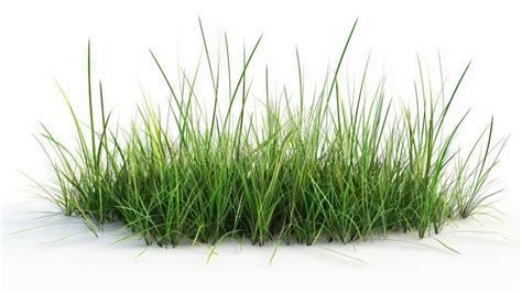 Grass Grass By Sai 3d Model For Sale Stock Image Image Of Plant