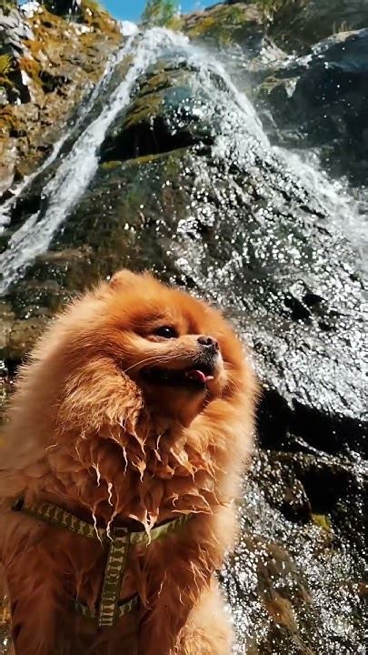 귀여운 강아지 폭포를 느낌~ Youtube