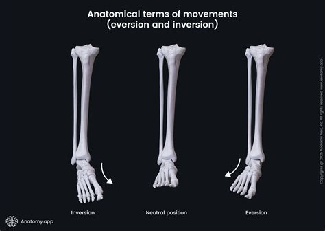 Inversion And Eversion