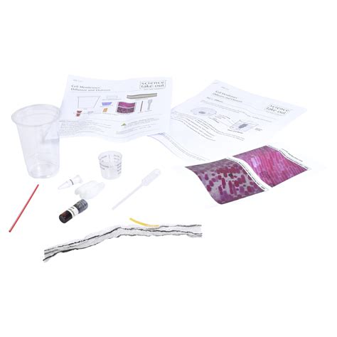 Cell Membranes Diffusion And Osmosis Science Take Out