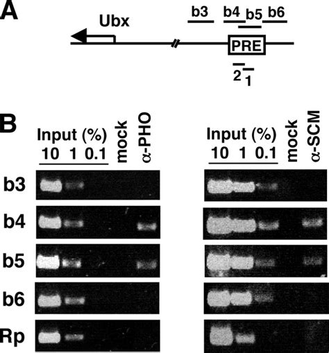 Scm Associates With A Polycomb Response Element Pre Upstream Of Ubx Download Scientific