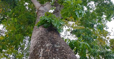 Different Types Of Mahogany Trees Species And Varieties Embracegardening