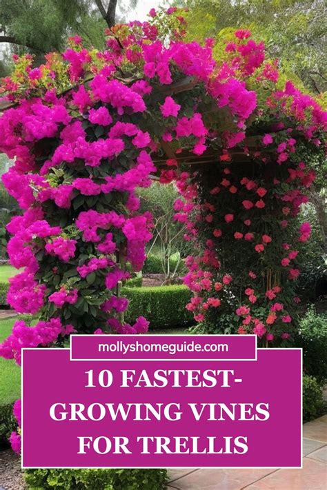 10 Fastest Growing Vines For Trellis Climbing Plants Trellis Fast