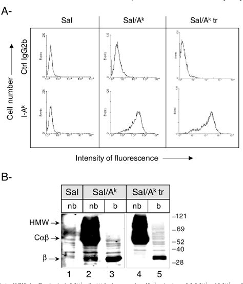 Figure 1 From Intracytoplasmic Domains Of Mhc Class Ii Molecules Are Essential For Lipid Raft