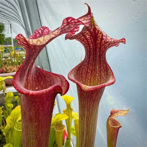Lovely Pitcher Plant Seeds Carnivorous Plant Garden Seeds