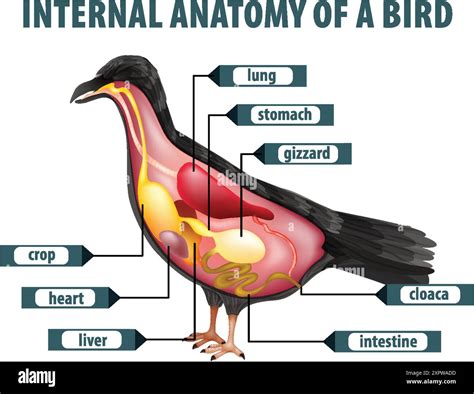 Cloaca Bird