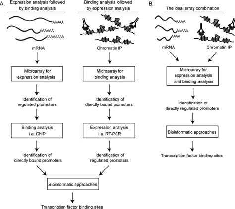 Microarray Based Approaches Used For The Identification Of Download Scientific Diagram