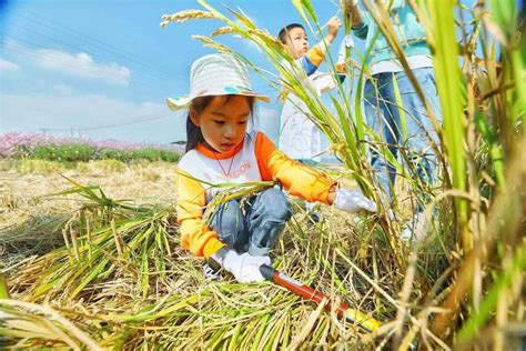 吴兴萌娃割水稻 体验秋收喜悦 湖州频道