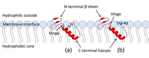 The Structure And Orientation Of Class Iia Bacteriocins In Membrane
