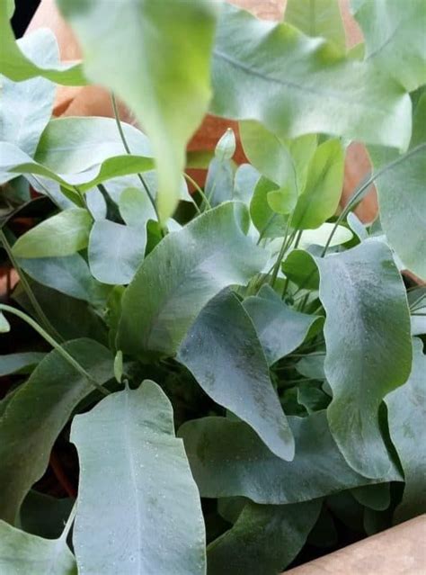 Blue Star Fern Care Phlebodium Aureum Ferns Care House Plants