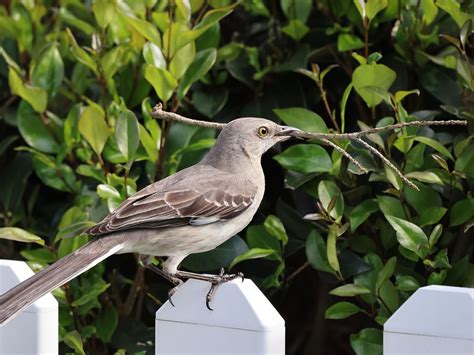 Northern Mockingbird Nesting Behavior Eggs Location Birdfact