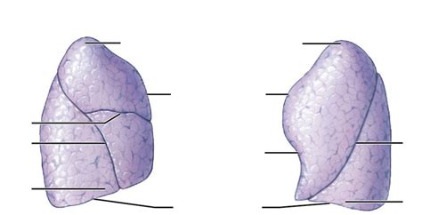 Lab Practical 2 Lungs Diagram Quizlet