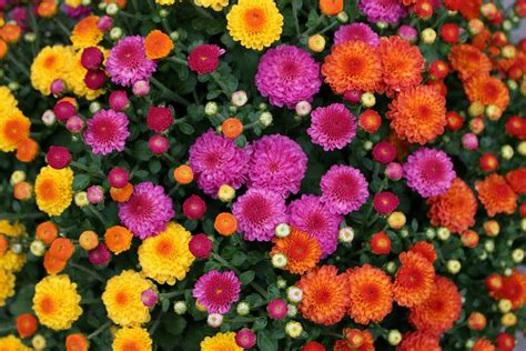 Multi Colored Mums Photograph By Living Color Photography Lorraine Lynch Pixels